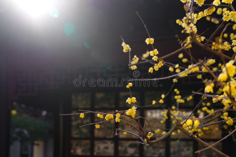 Chinese Ancient Architecture and Winter Plum Blossoms Stock Image ...