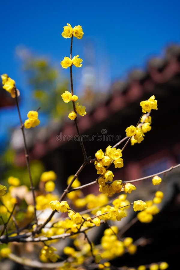 Chinese Ancient Architecture and Winter Plum Blossoms Stock Image ...