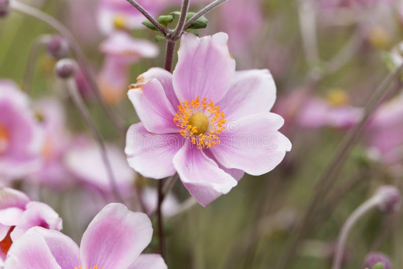 Chinese Anemone Anemone Hupehensis Stock Image - Image of ornamental ...