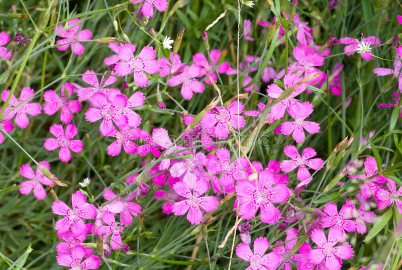 Chinese anjerbloemen stock foto. Image of bloeien, anjer - 44343494