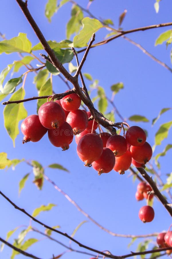 Chinese Apple Tree with Red Ripe Fruit on a Branch Stock Photo - Image ...