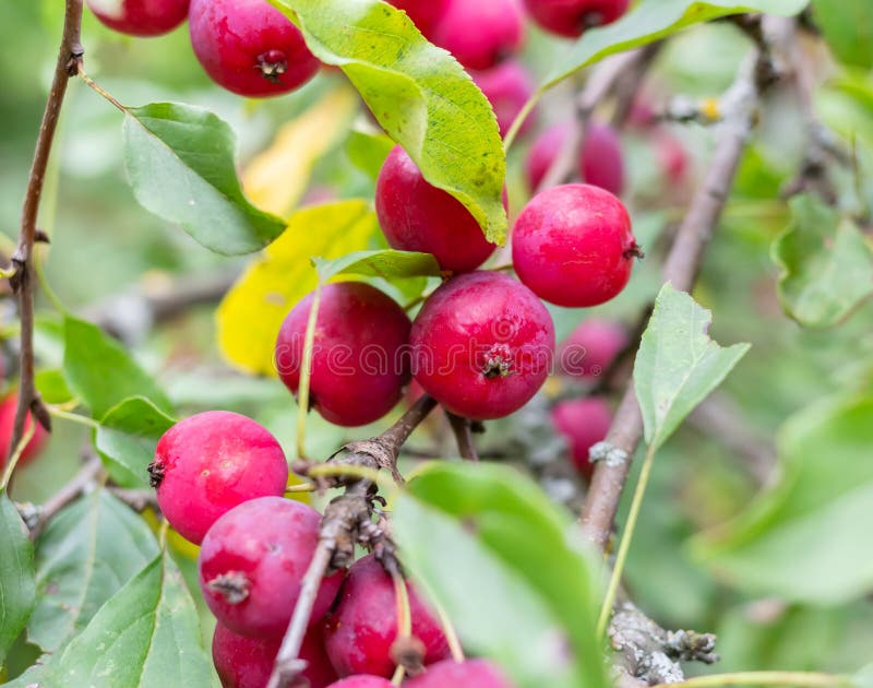 Chinese apples stock photo. Image of food, background - 138604766