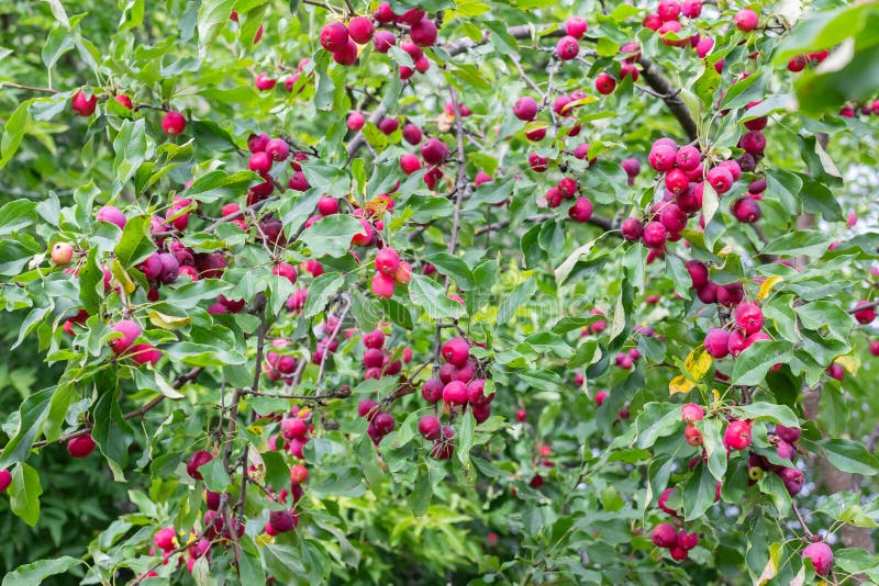Chinese apples stock image. Image of drink, branch, crabapple - 138604787