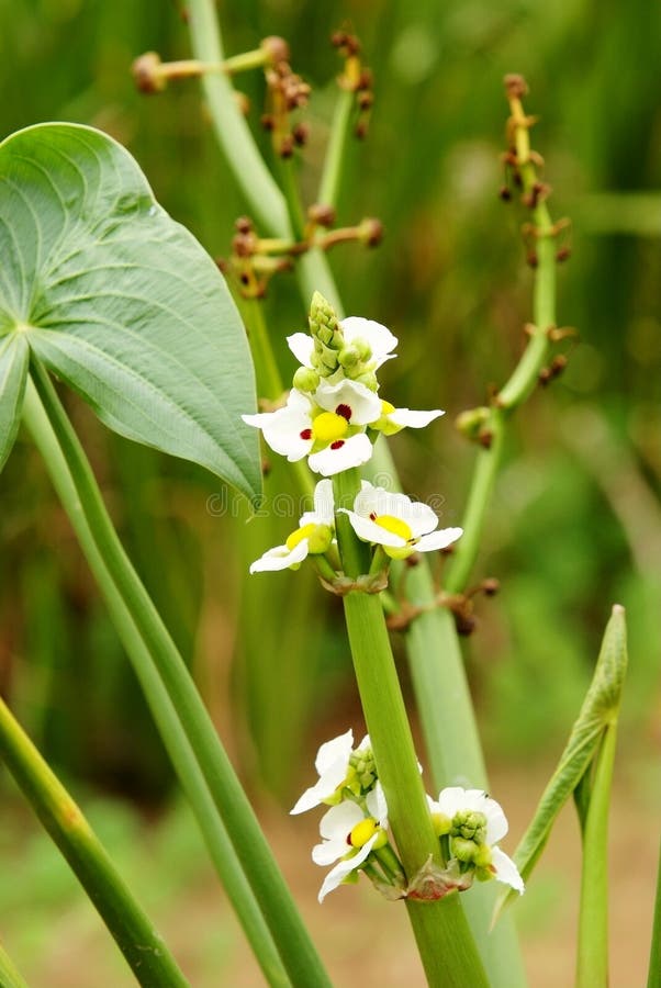 Chinese arrowhead stock photo. Image of fall, autumn - 16192810