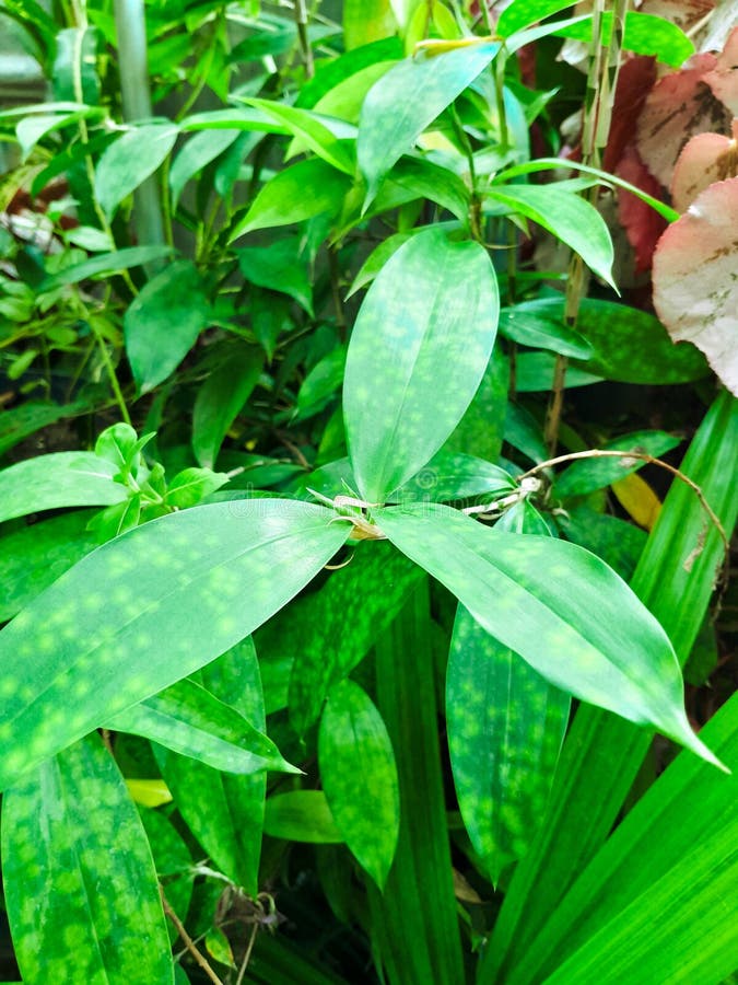 Chinese Bamboo Leaves Fill My Garden. Stock Image - Image of leaves ...