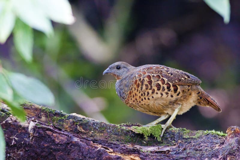 Chinese Bamboo Partridge stock photo. Image of color - 21130920