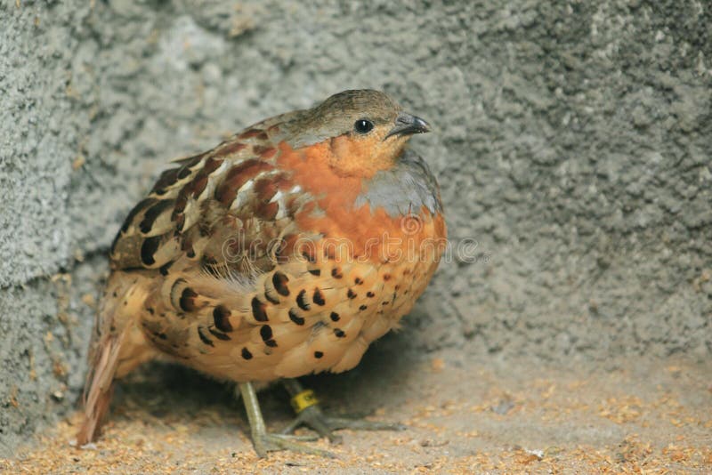 Chinese bamboo partridge stock image. Image of wroclaw - 25754223