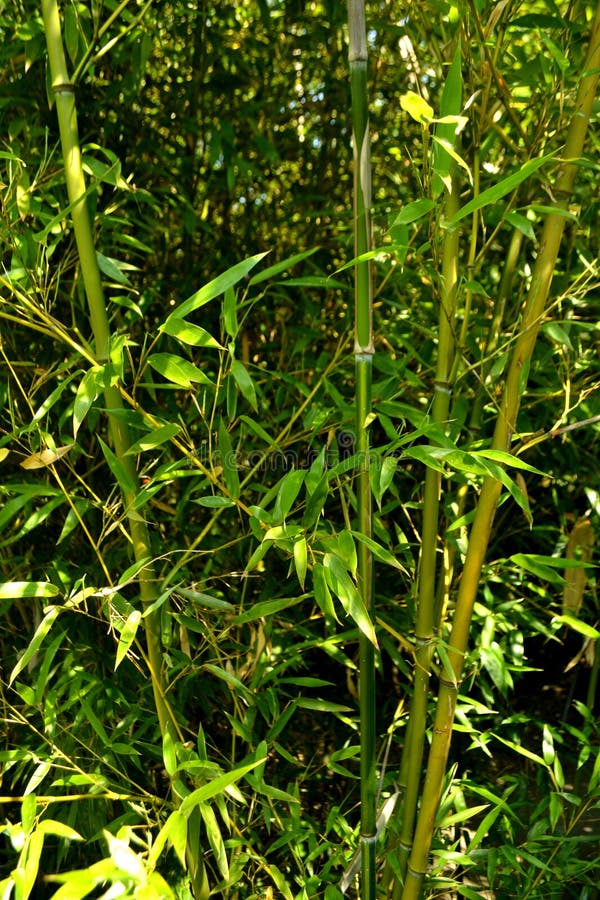 Chinese Bamboo Trees Nature Stock Image - Image of botanical, beauty ...