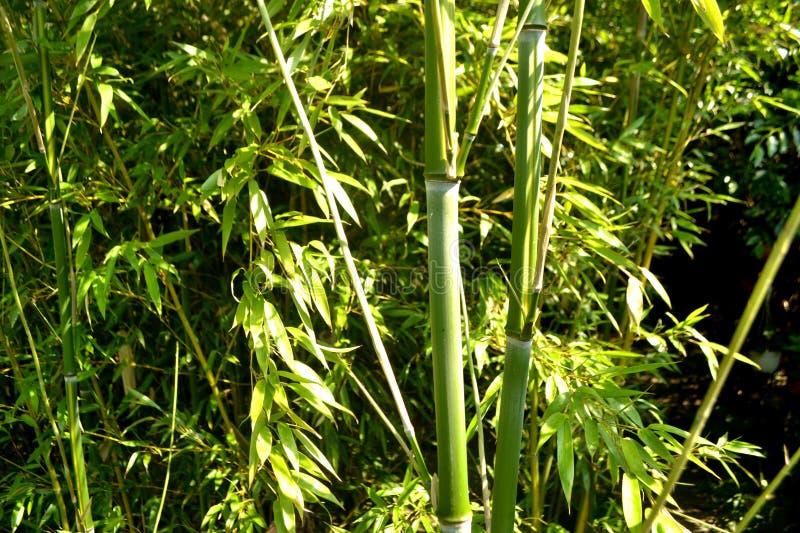 Chinese Bamboo Trees Nature Stock Image - Image of chinese, beautiful ...