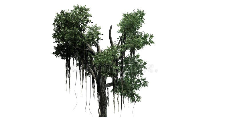 Chinese Miniature Tree Stock Illustrations – 1,374 Chinese Miniature ...