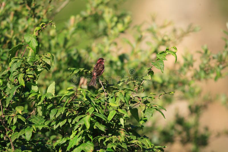 Chinese Beautiful Rosefinch Stock Photos - Free & Royalty-Free Stock ...