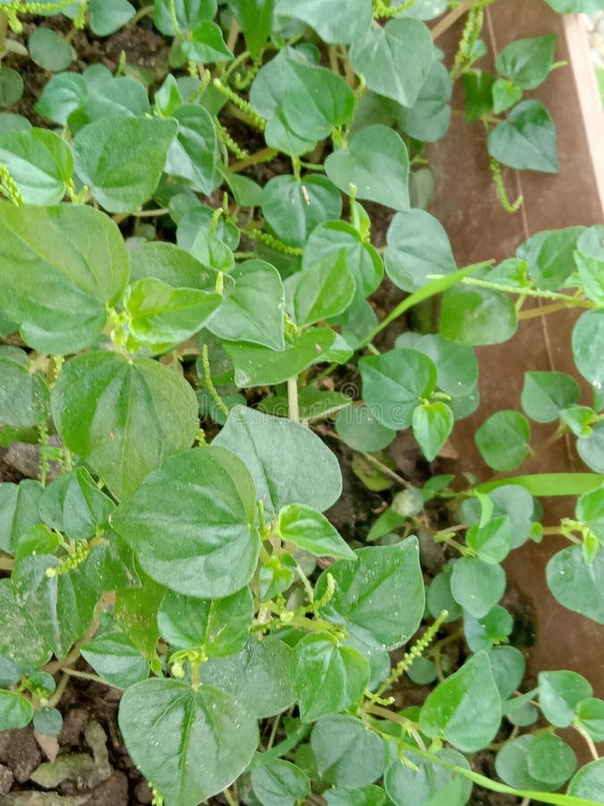 Chinese betel leaf stock photo. Image of leaves, leaf - 266692440