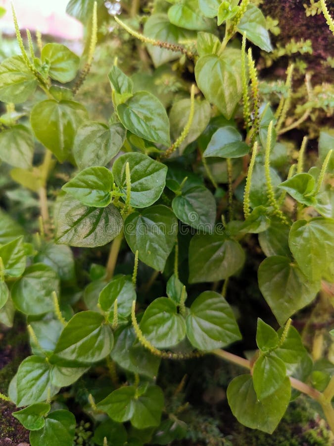Chinese Betel Leaf Plants that Grow Well Stock Image - Image of chinese ...