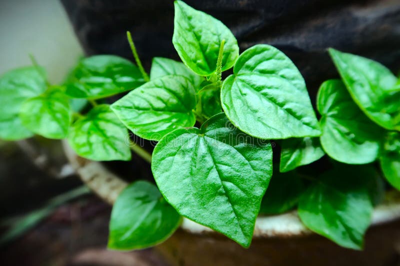 Chinese Betel Plant from Central Java, Indonesia Stock Image - Image of ...
