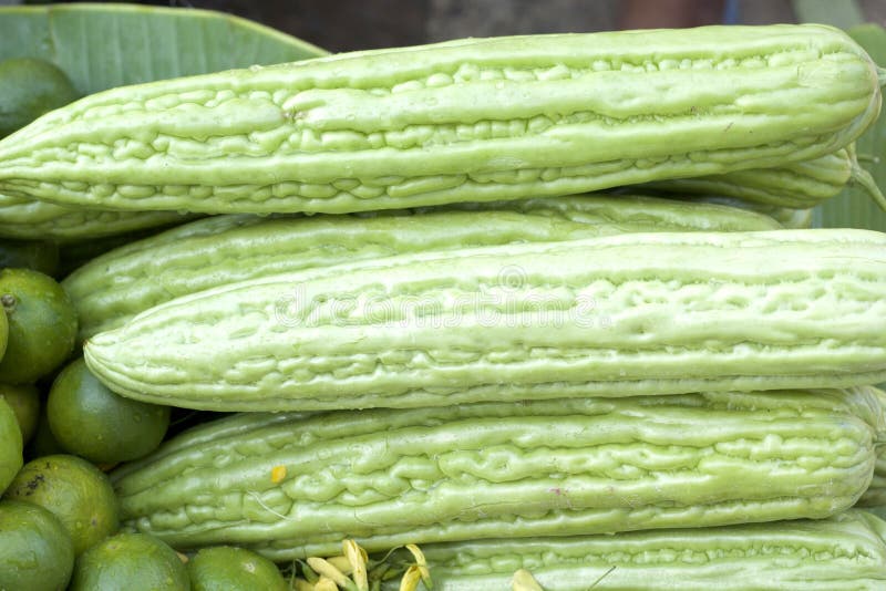 Chinese bitter melon stock image. Image of diet, healthy - 49569473
