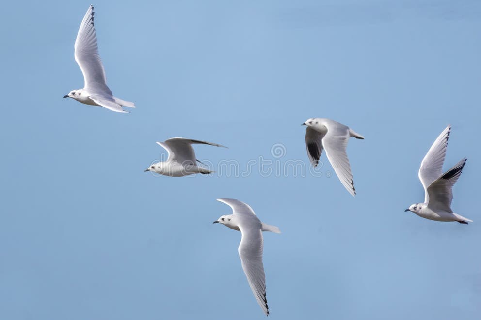 Chinese Black-headed Gull in Flying Stock Photo - Image of chinese ...