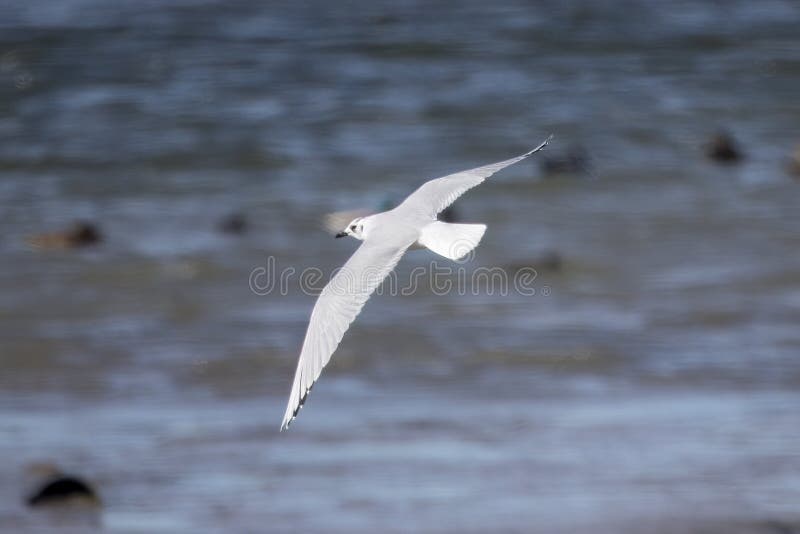 Chinese Black-headed Gull in Flying Over the Beach Stock Photo - Image ...