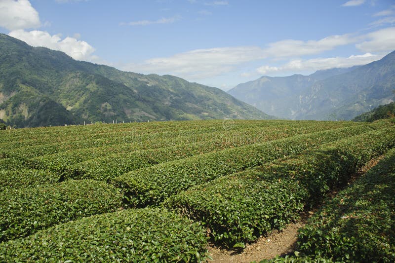 Chinese Black Tea Field in Taiwan,asia Stock Photo - Image of drink ...