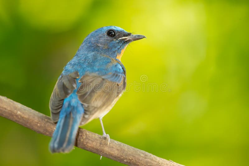 Chinese Blue Flycatcher stock image. Image of glaucicomans - 37699701