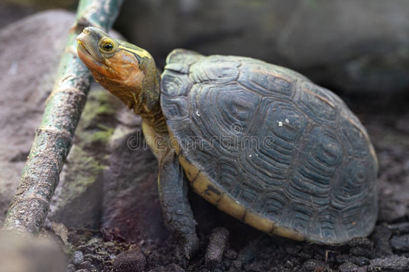 Chinese Box Turtle, Cuora Flavomarginata Stock Image - Image of ...