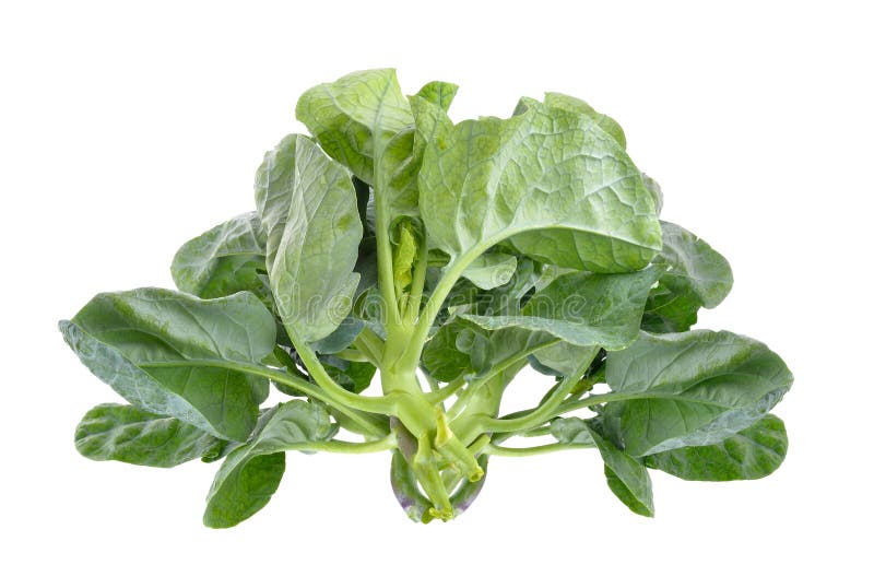 Chinese broccoli on white stock image. Image of dieting - 294523319