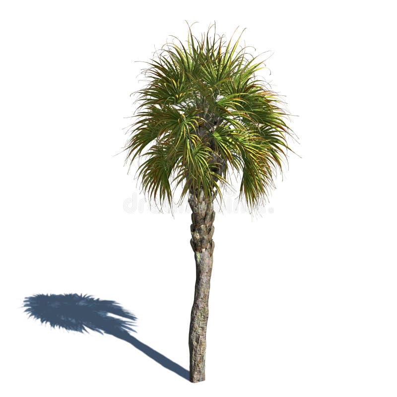 Chinese Brown Palm Tree with Green Fronds Stock Photo - Image of brown ...