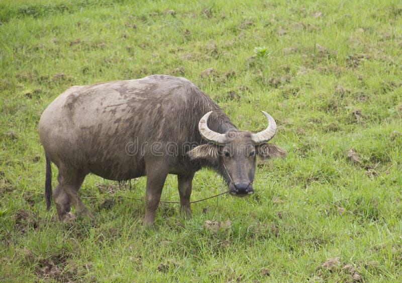 Chinese buffalo stock image. Image of grass, china, chinese - 20023689