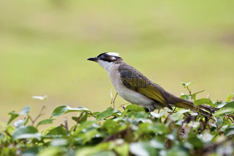 Beautiful White Cheeked Bulbul Stock Photo - Image of bipedal ...