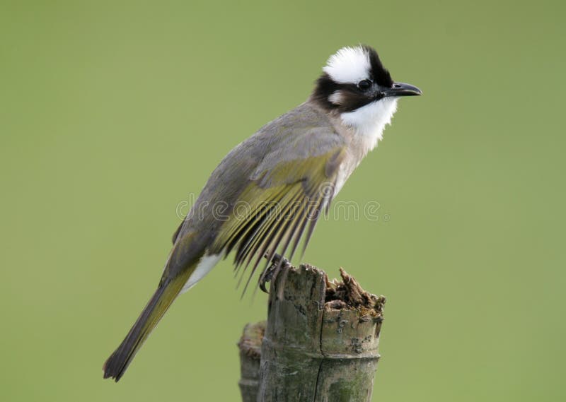 Chinese bulbul stock image. Image of claws, shrike, side - 9369971