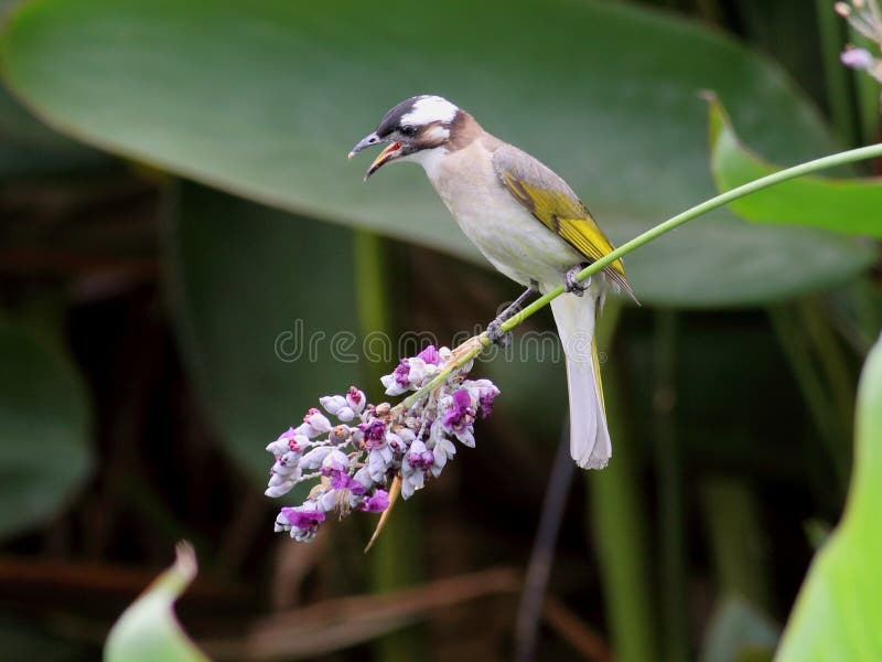 Chinese Bulbul[Pycnonotus Sinensis] Stock Photo - Image of morning ...