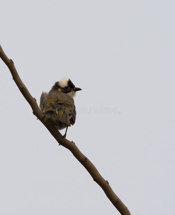 Chinese Buullbuul, Light-vented Bulbul, Pycnonotus Sinensis Stock Photo ...