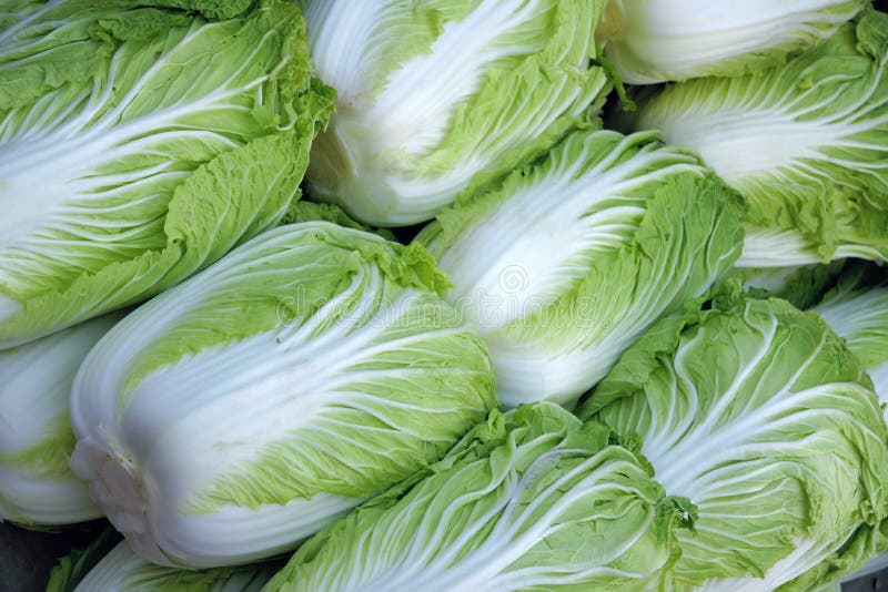 Chinese cabbage stock photo. Image of eating, chinese - 22001646