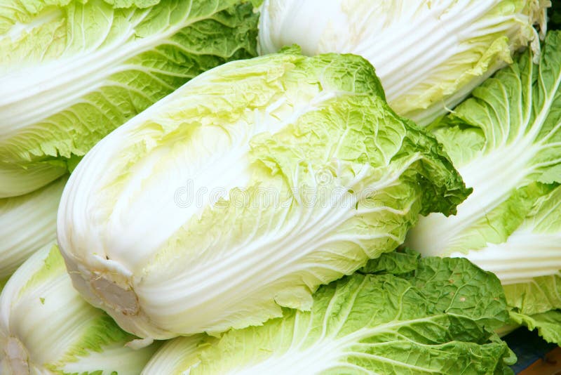 Chinese cabbage stock photo. Image of eatable, edible - 26125730