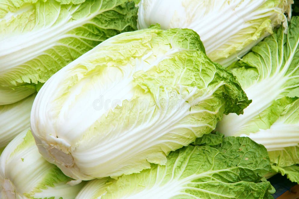 Chinese cabbage stock photo. Image of eatable, edible - 26125730