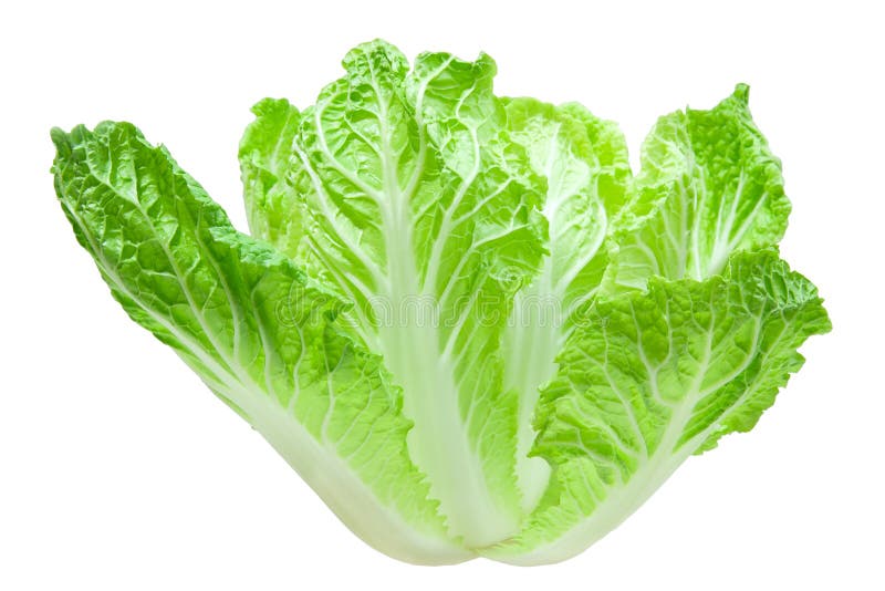 Chinese Cabbage stock photo. Image of food, cabbage, nutritious - 1870796