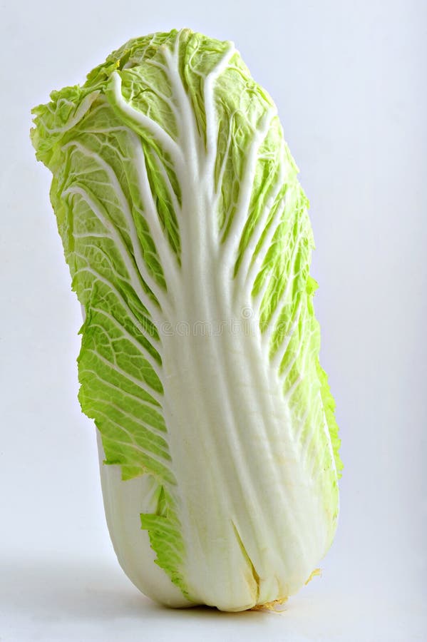 Chinese Cabbage Picture. Image: 8499785