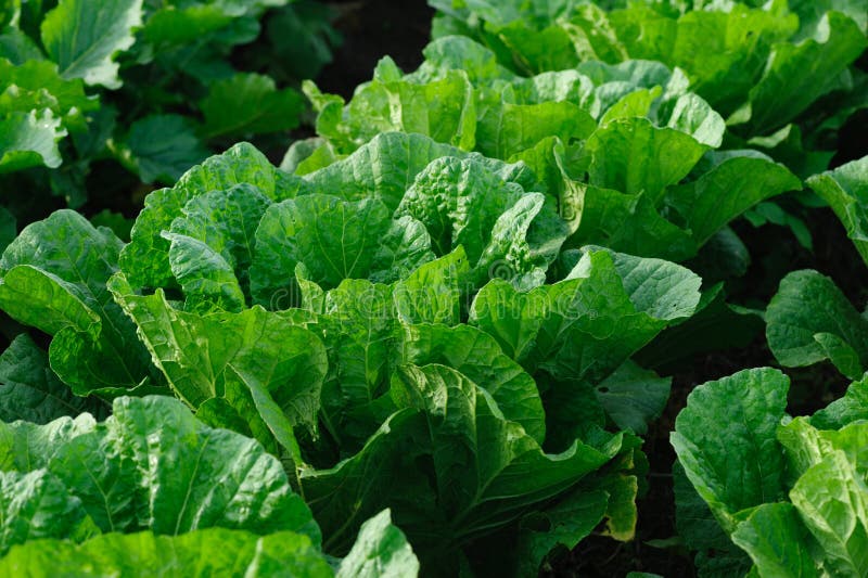Chinese cabbage crops stock image. Image of china, daytime - 113428683