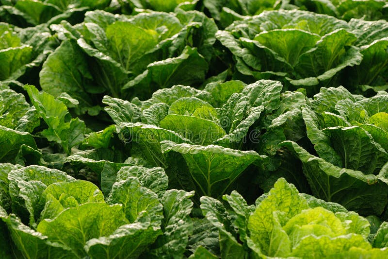 Chinese cabbage crops stock photo. Image of countryside - 113428686