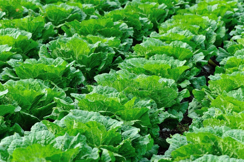 Chinese cabbage crops stock image. Image of land, autumn - 102932447