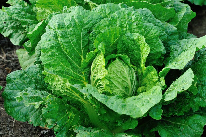 Chinese cabbage crops stock photo. Image of crops, cabbage - 102933062
