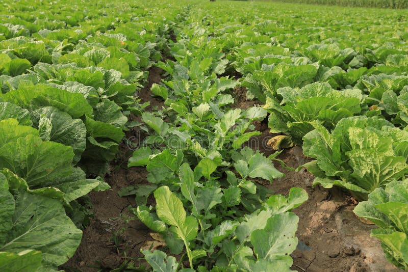 Chinese cabbage crops stock photo. Image of farmland - 104670288