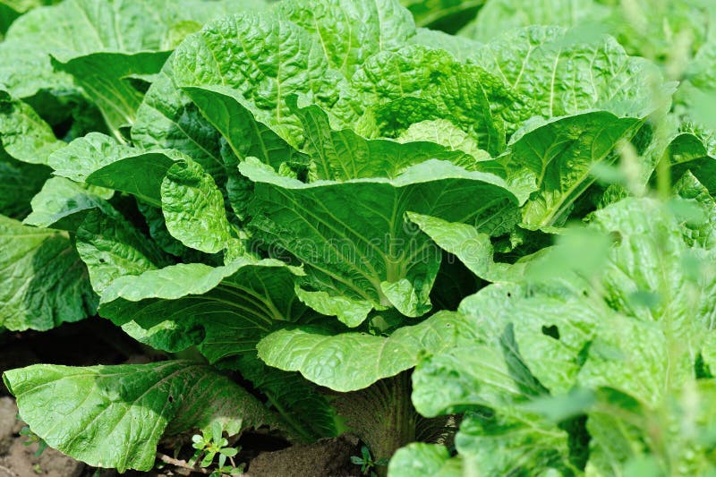 Chinese cabbage crops stock photo. Image of garden, vegetable - 105466628