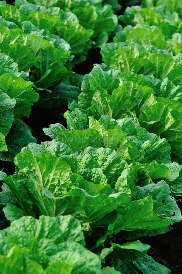 Chinese Cabbage Crops at Field Stock Photo - Image of fields, farmland ...