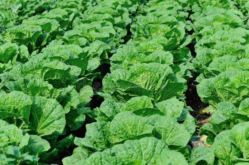 Chinese Cabbage Crops at Field Stock Photo - Image of chinese, farmland ...