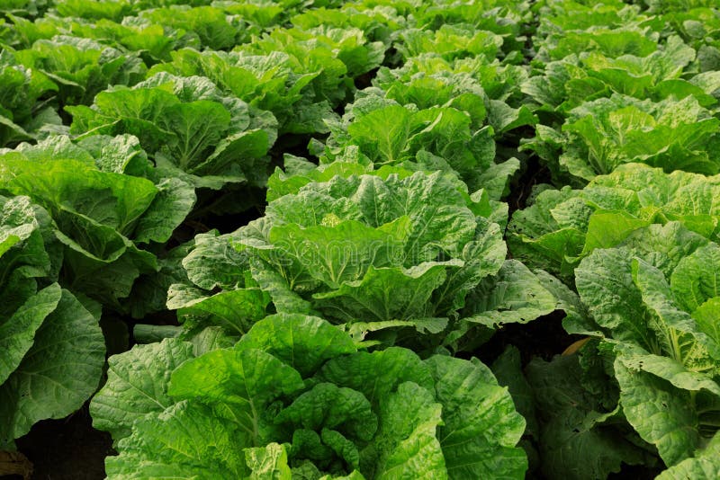 Chinese Cabbage Crops at Field Stock Image - Image of green, countrye ...
