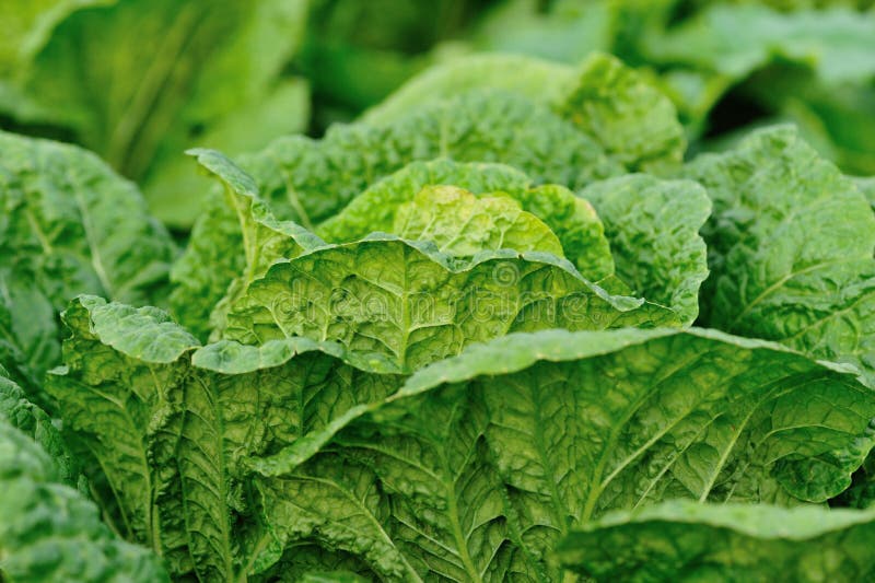 Chinese cabbage crops stock photo. Image of garden, farmland - 115738122