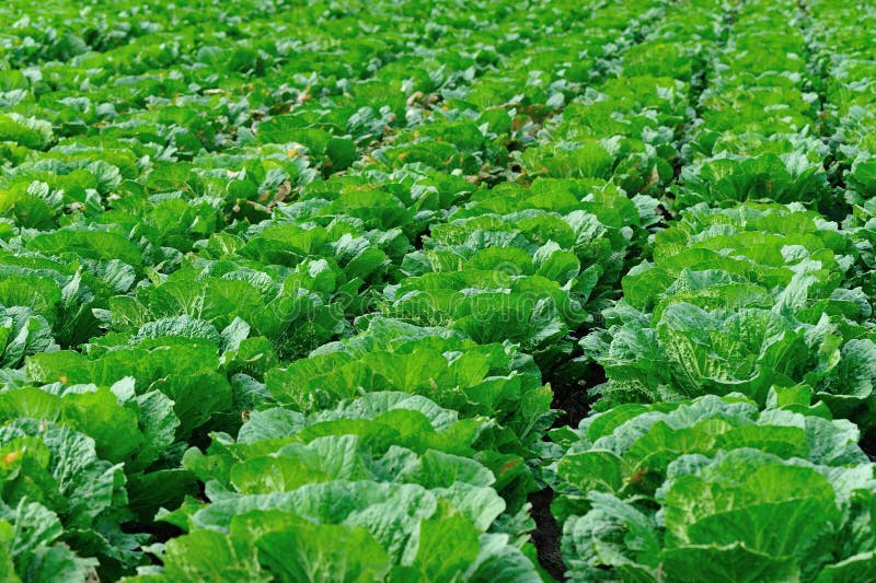 Chinese cabbage crops stock photo. Image of green, asia - 102932454