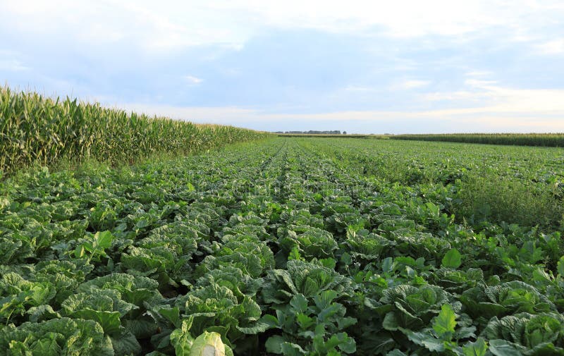 Chinese cabbage crops stock photo. Image of crops, farmland - 104672666