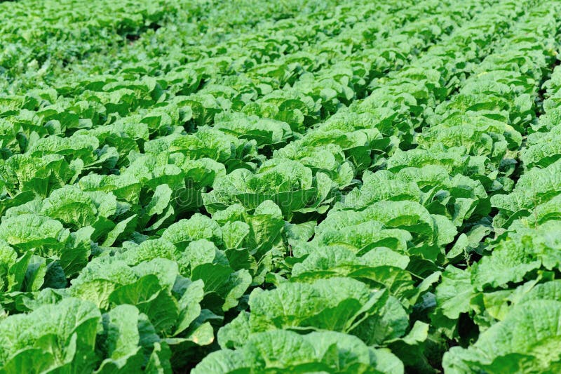 Chinese cabbage crops stock photo. Image of natural - 105466190