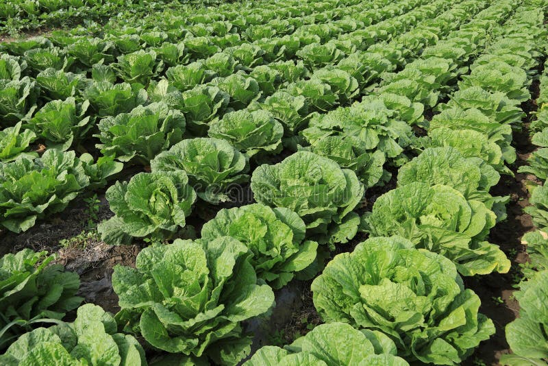 Chinese cabbage crops stock image. Image of field, land - 105481257